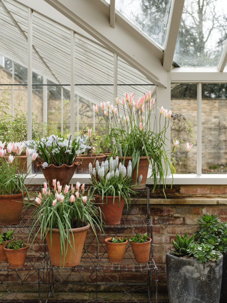 A Room of One's Own: tulip grower Polly Nicholson's glasshouse